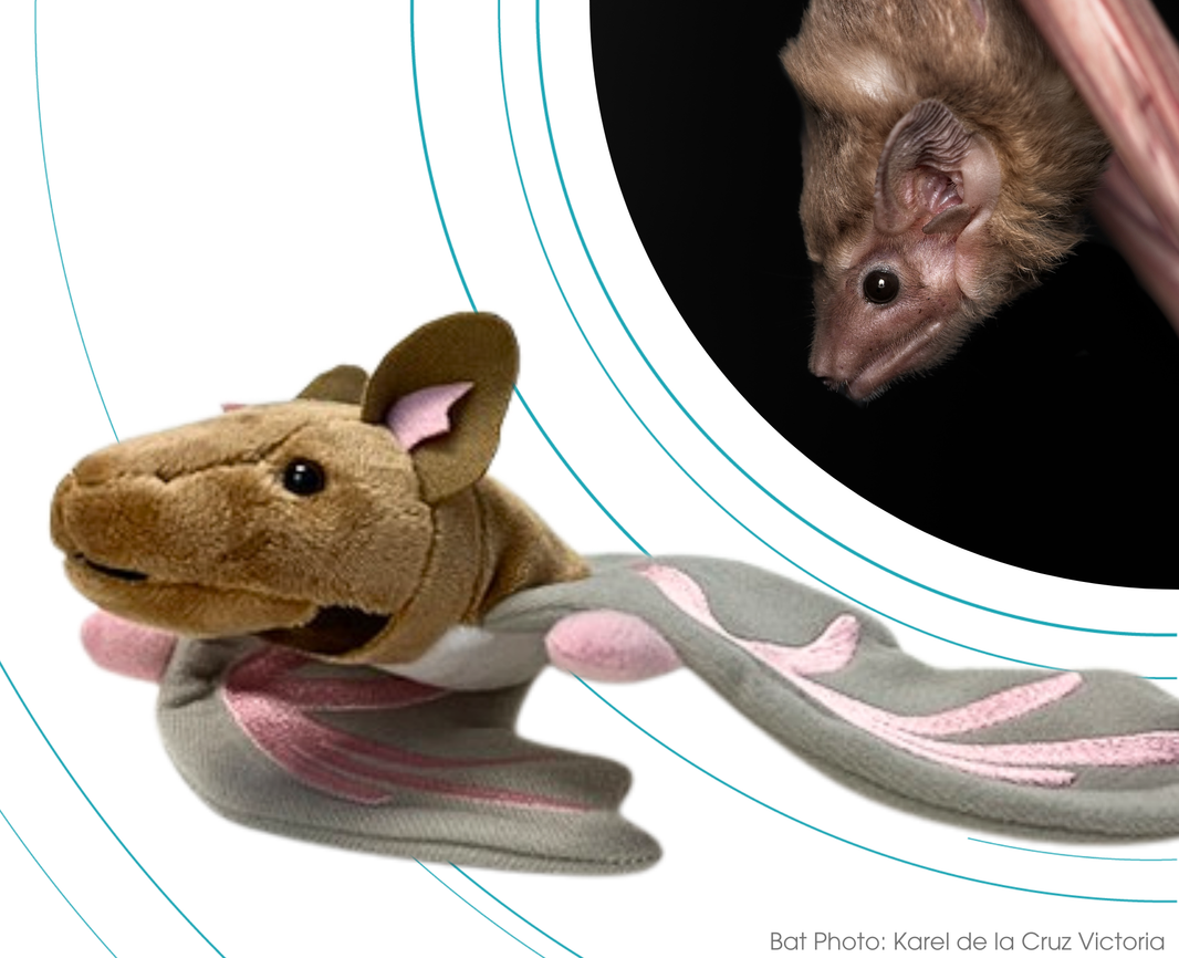 Adopt-a-Bat – Bat Conservation International