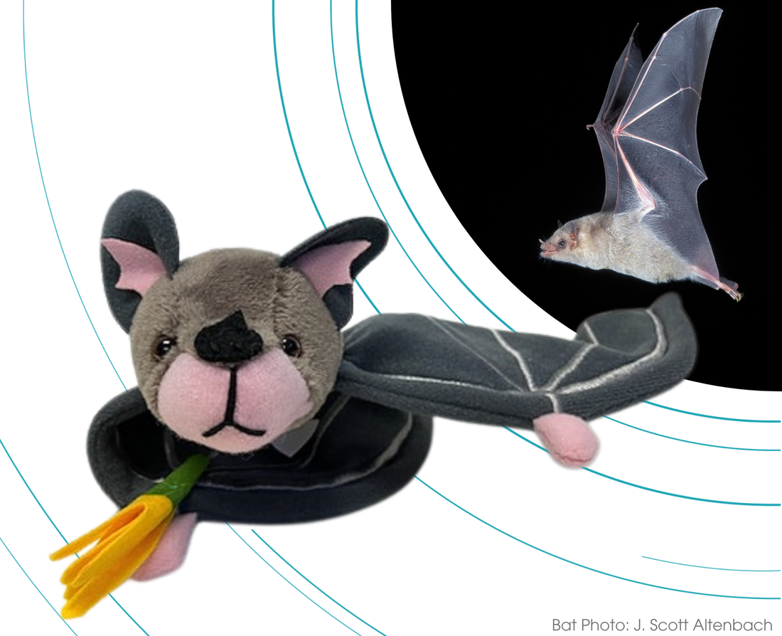 Mexican Long-nosed Bat - Adopt-a-Bat – Bat Conservation International