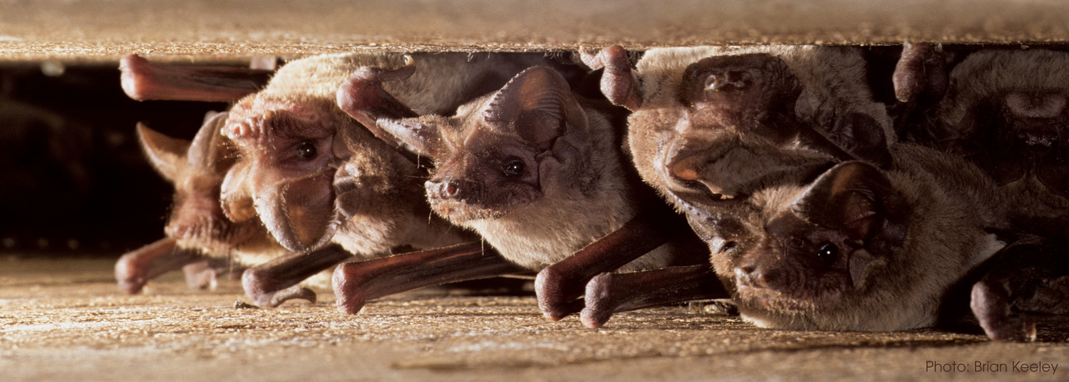 Bat Conservation International